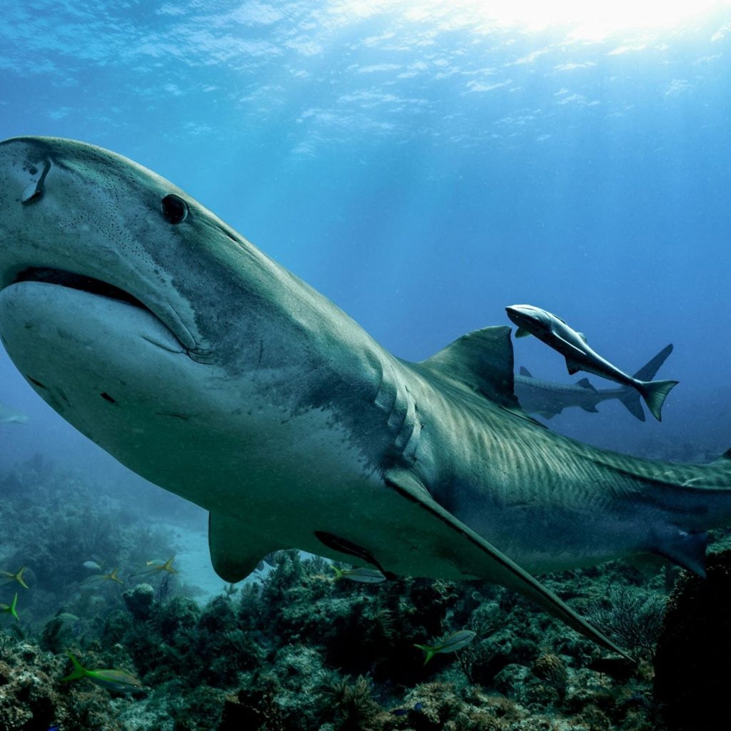 La exposición Photoark llega a Madrid para concienciar al público de ...