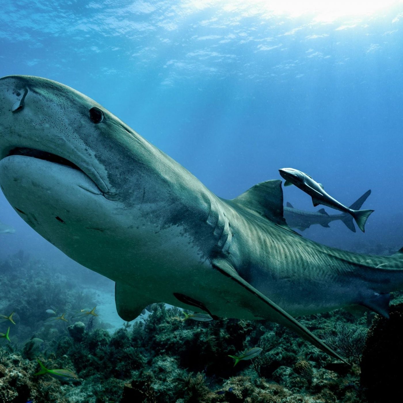 La exposición Photoark llega a Madrid para concienciar al público de ...