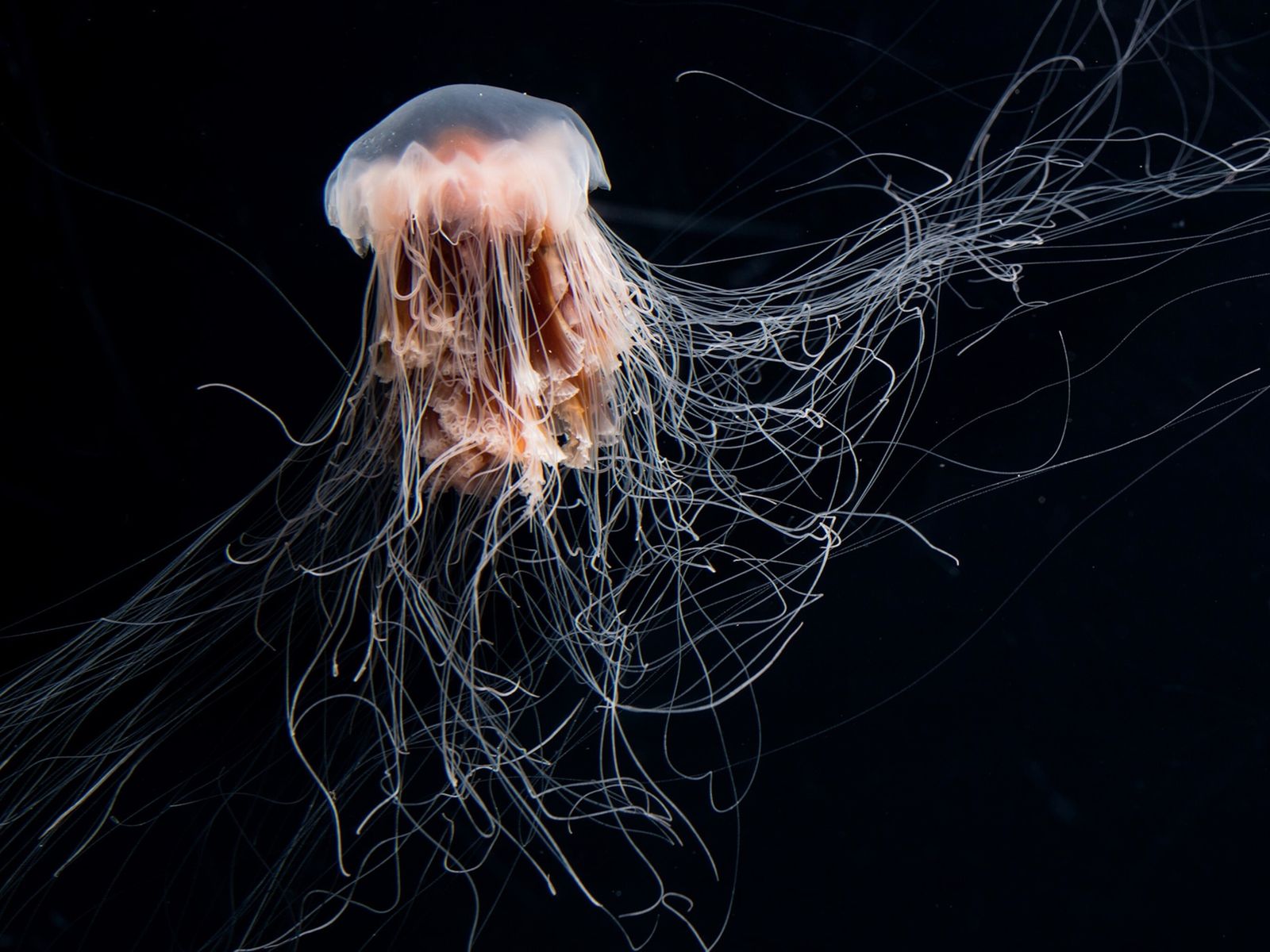 La exposición Photoark llega a Madrid para concienciar al público de ...